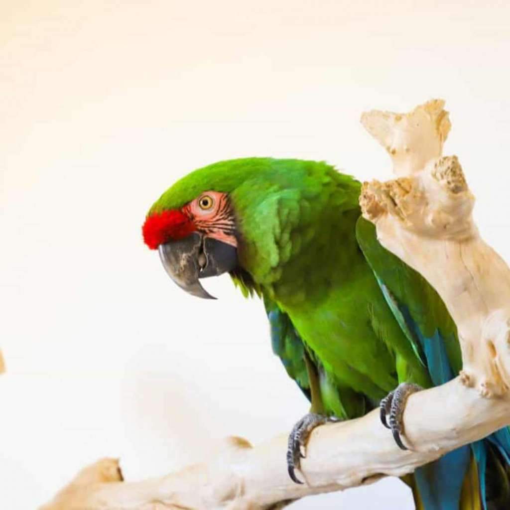 Guacamayo militar – Africa Bio Zoo